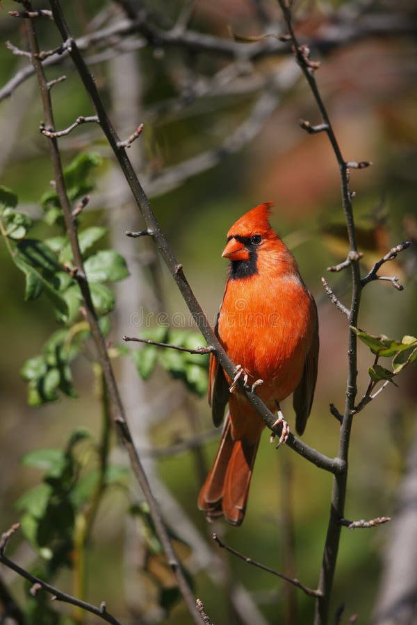 Swoopin stock image. Image of nature, mammals, movement - 3847801