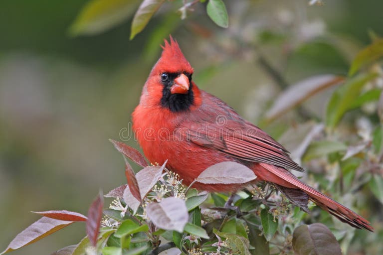 101 Northern Cardinal Cardinalis Central Park New York Stock Photos ...