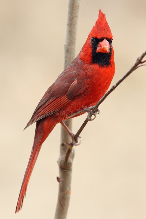 Northern Cardinal stock photo. Image of avian, branches - 770242
