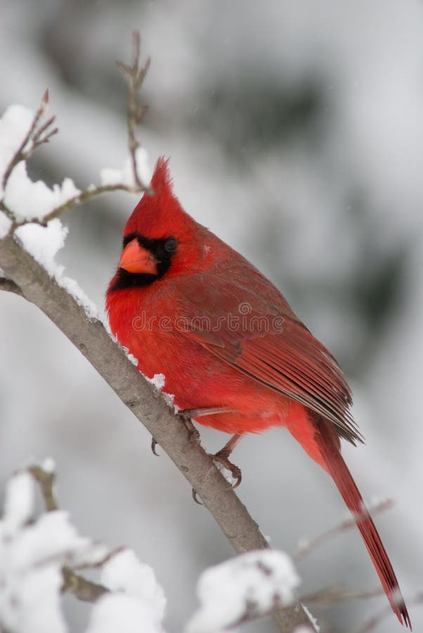 Northern Cardinal stock photo. Image of cardinal, cardinalis - 8694656