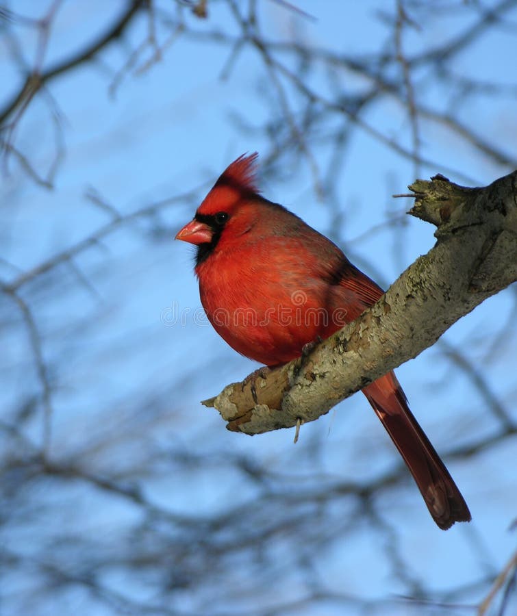 Northern Cardinal stock photo. Image of wing, parks, outdoors - 90456