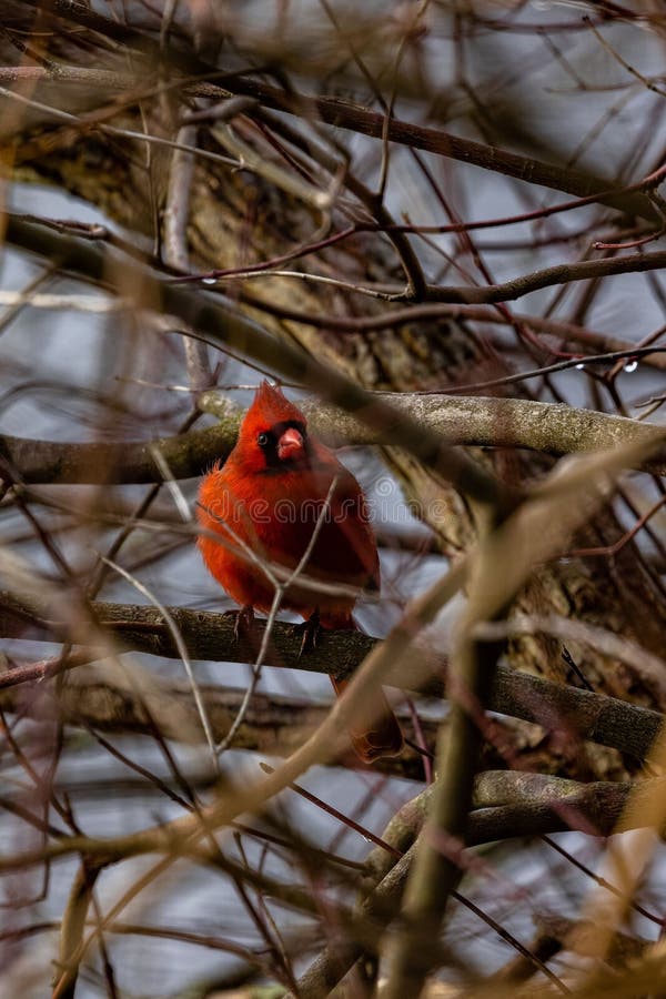 Northern Cardinal a Bare Tree Branch, Against a Backdrop of a Grey ...