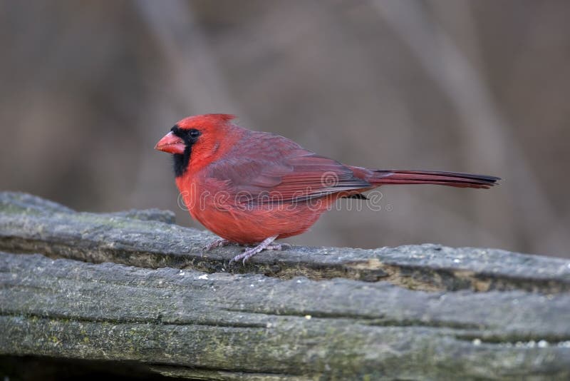 Arizona Redbird stock image. Image of branch, gardens - 54918169