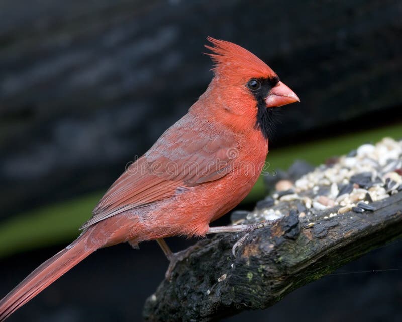 Northern Cardinal bird stock photo. Image of looks, plumage - 5846604