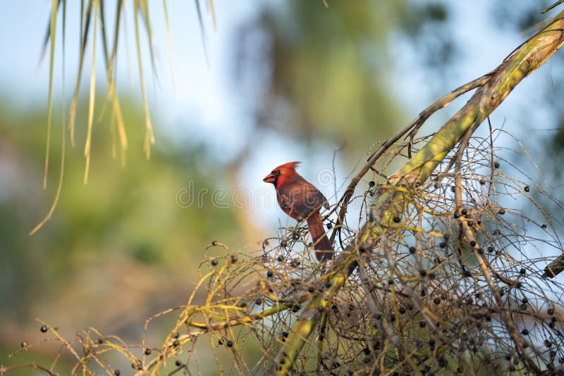 Northern Cardinal Bird Cardinalis Cardinalis Perched on a Tree Branch ...
