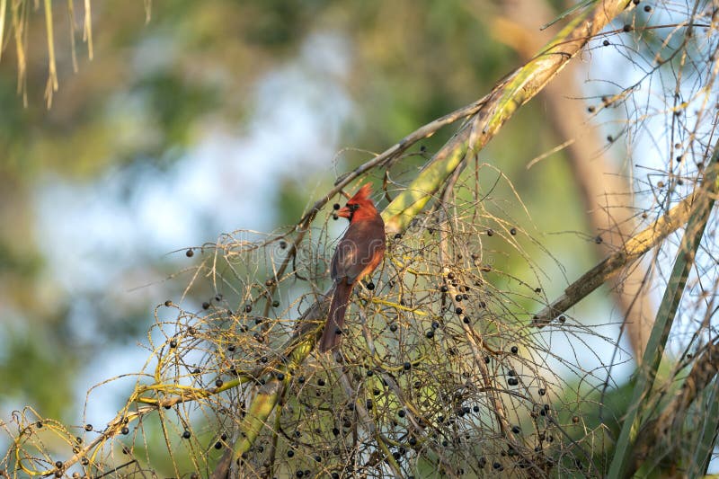Northern Cardinal Bird Cardinalis Cardinalis Perched on a Tree Branch ...