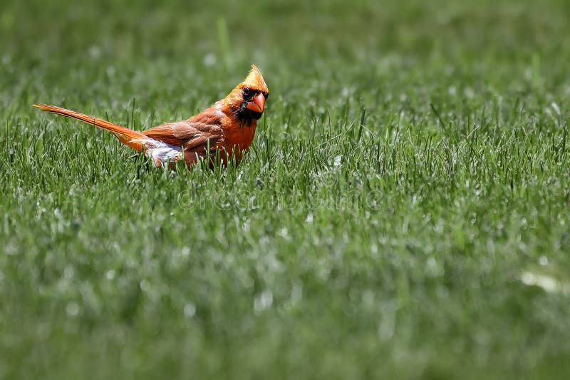 Northern Cardinal Bird on Green Grass. Stock Image - Image of feathers ...