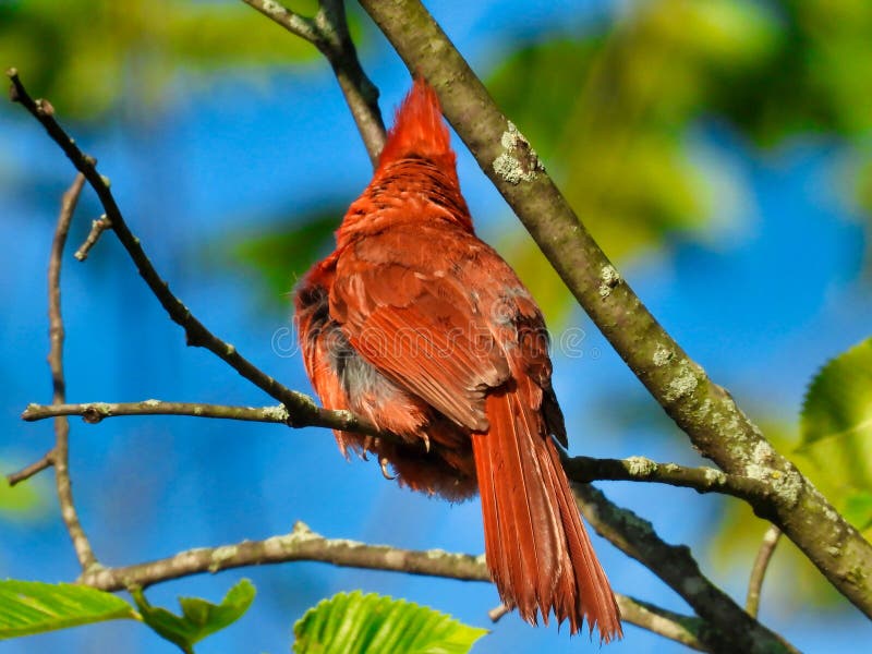 Northern Cardinal Bird with Its Head Crest Stock Image - Image of crest ...