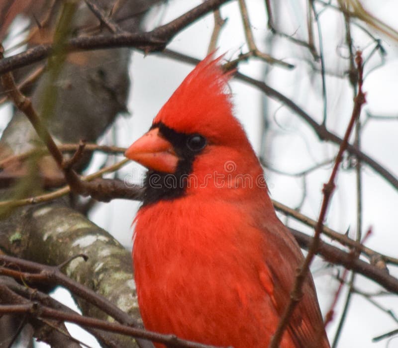 Northern Cardinal stock photo. Image of male, cardinal - 330189302