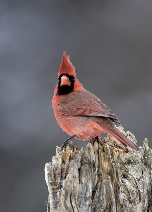 Northern Cardinal (Cardinalis Cardinalis) Stock Photo - Image of crest ...