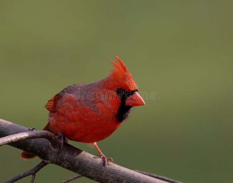 Northern Cardinal Pair stock image. Image of seed, cardinals - 620191