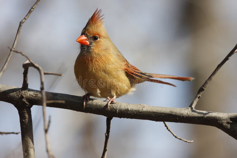 Northern Cardinal (Cardinalis,cardinalis) Stock Image - Image of york ...