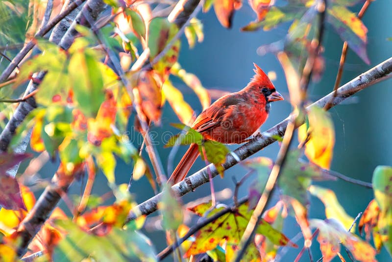 Northern Cardinal Cardinalis Cardinalis Perched on a Branch Stock Image ...