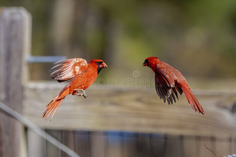 The Northern Cardinal (Cardinalis Cardinalis). Stock Photo - Image of ...