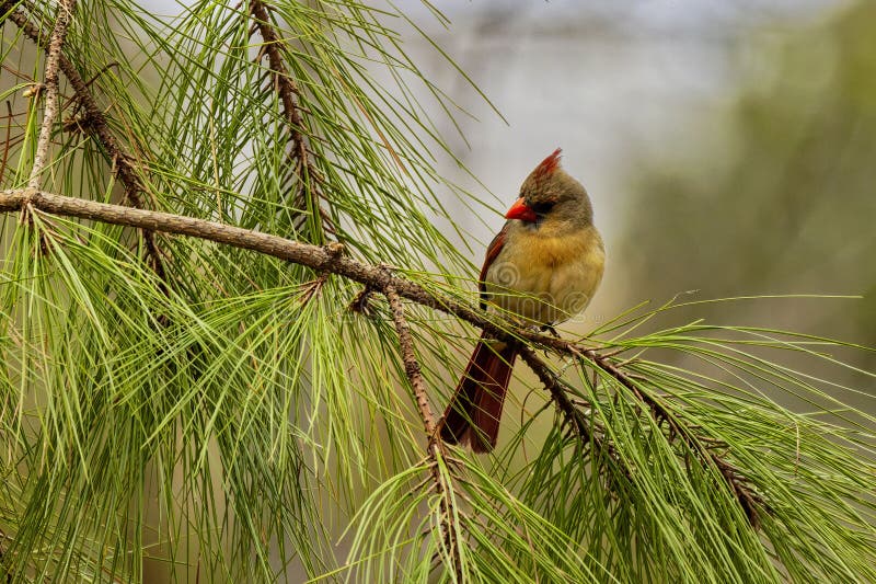 The Northern Cardinal (Cardinalis Cardinalis) Stock Photo - Image of ...