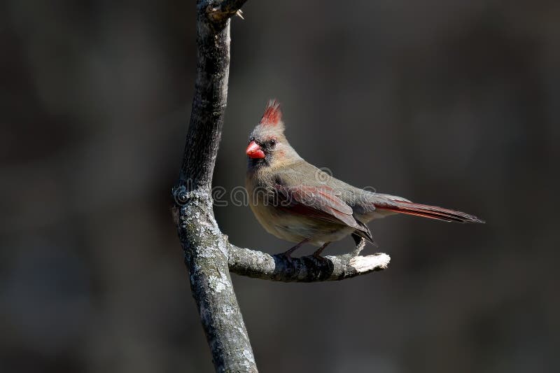 Northern Cardinal (Cardinalis Cardinalis) Stock Photo - Image of green ...