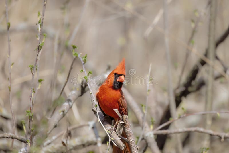 The Northern Cardinal (Cardinalis Cardinalis). Stock Image - Image of ...