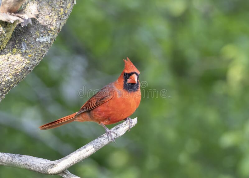 Cardinal in spring stock image. Image of birdwatching - 18146631