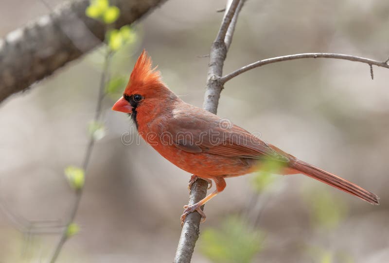 Cardinal in spring stock image. Image of birdwatching - 18146631