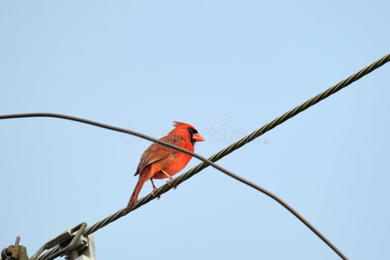 Northern Cardinal Cardinalis Cardinalis Perched on a Wire during Summer ...