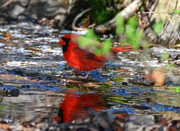 Northern Cardinal( Cardinalis Cardinalis)reflected in Running Stream ...