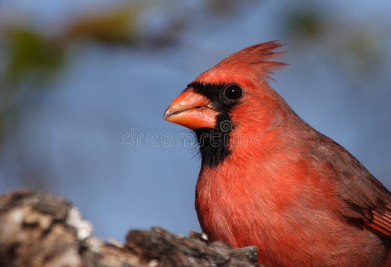 Northern Cardinal stock image. Image of looking, perch - 19278323