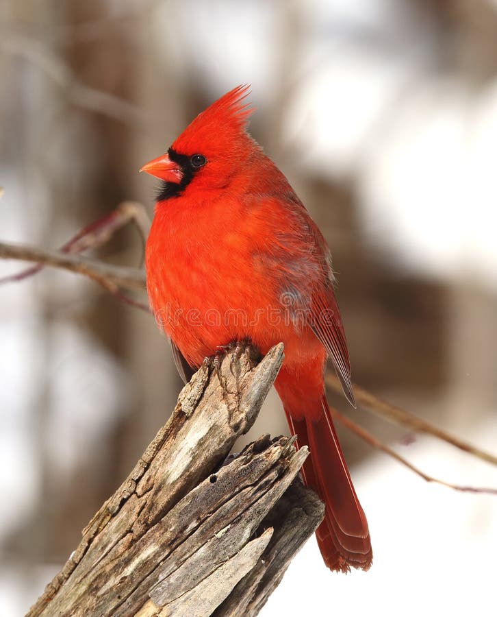 Northern Cardinal stock photo. Image of ornithology, fauna - 50519626