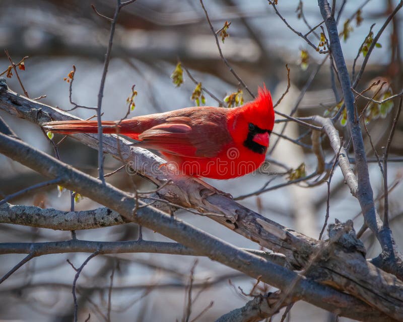 Northern Cardinal in Early Spring Stock Image - Image of nature, rend ...