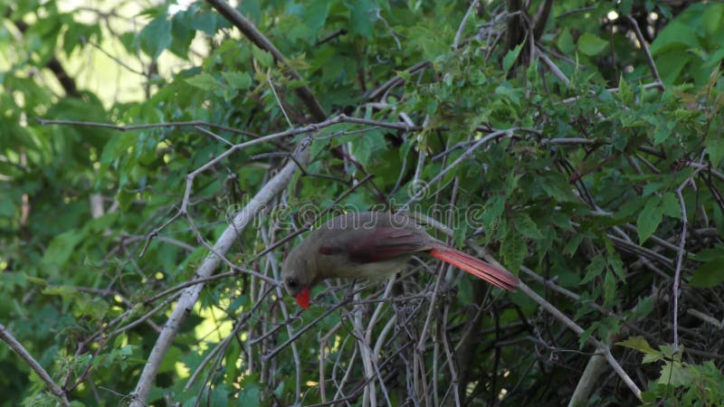 Northern Cardinal Eating Bugs Stock Footage - Video of wild, animals ...