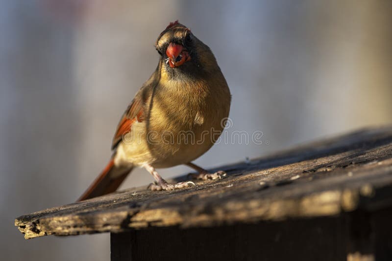 Northern Cardinal Feeding stock image. Image of bright - 237215985