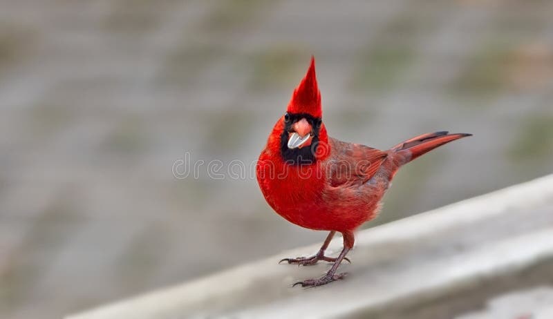 Northern Cardinal Feeding on Seed Stock Photo - Image of cardinalis ...