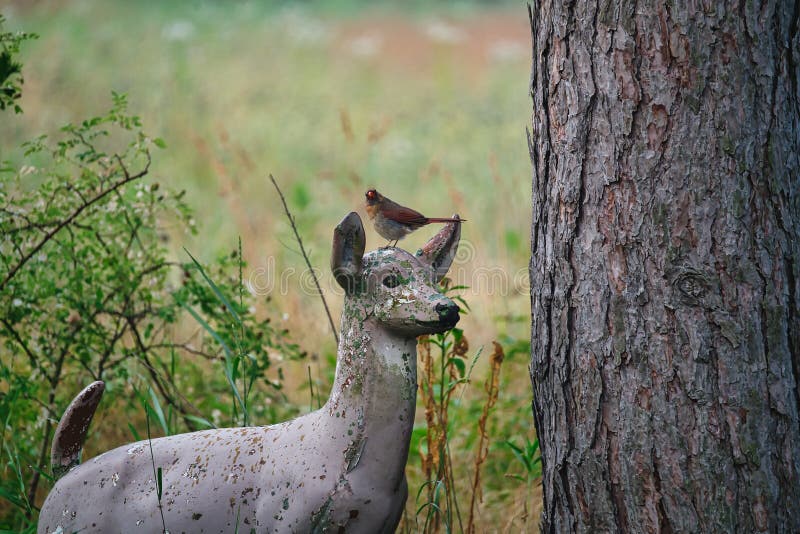 Northern Cardinal Female Bird Perched on the Head of a Worn Plastic ...