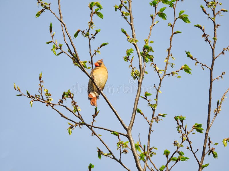 Northern Cardinal Female Bird Perched in Treetop Stock Photo - Image of ...