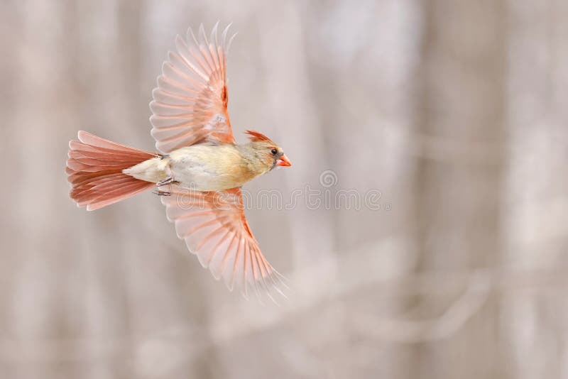 241 Cardinal Female Flying Stock Photos - Free & Royalty-Free Stock ...