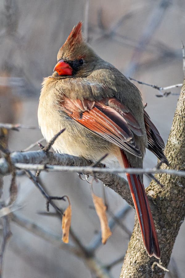 Northern Cardinal Female stock photo. Image of branch - 275002188