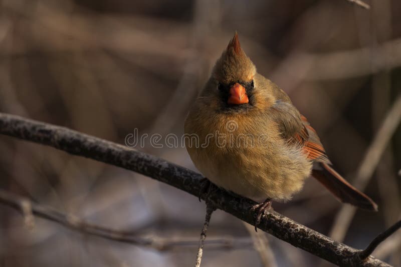 Northern Cardinal stock photo. Image of animal, perched - 269370516