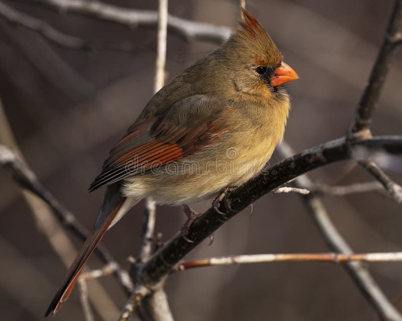 236 Flying Female Cardinal Stock Photos - Free & Royalty-Free Stock ...