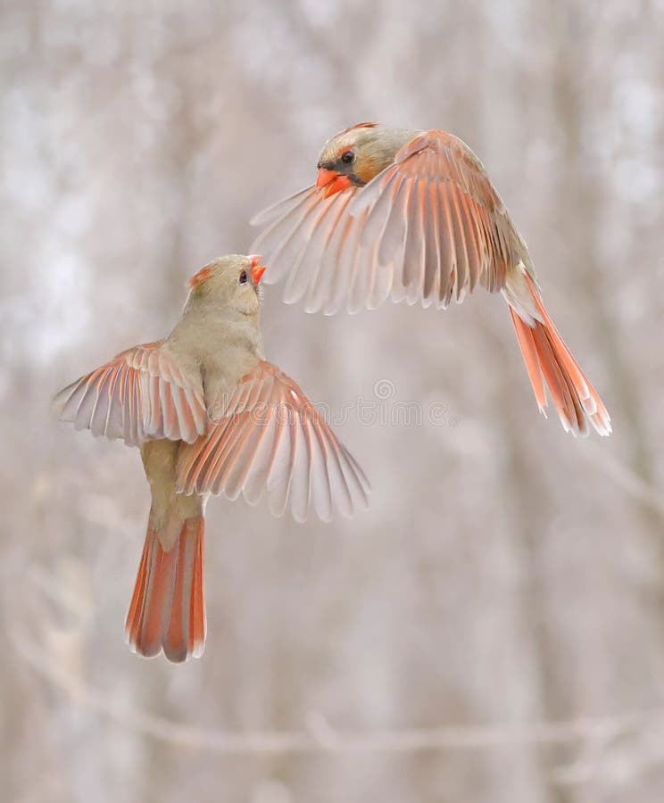 Northern Cardinal Flying and Fight, Quebec Stock Image - Image of bird ...