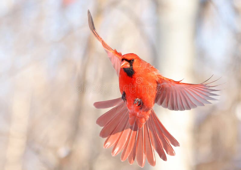 Northern Cardinal Flying, Quebec Stock Photo - Image of orange, fauna ...