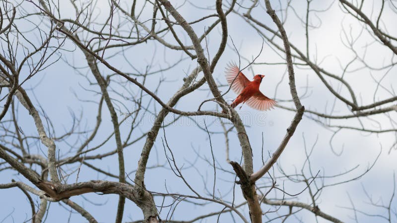 Red Cardinal Flying in the Snow Stock Image - Image of cardinalidae ...