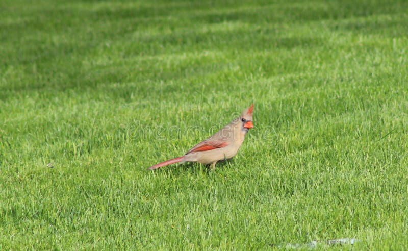 Northern Cardinal stock photo. Image of feather, animal - 217623742