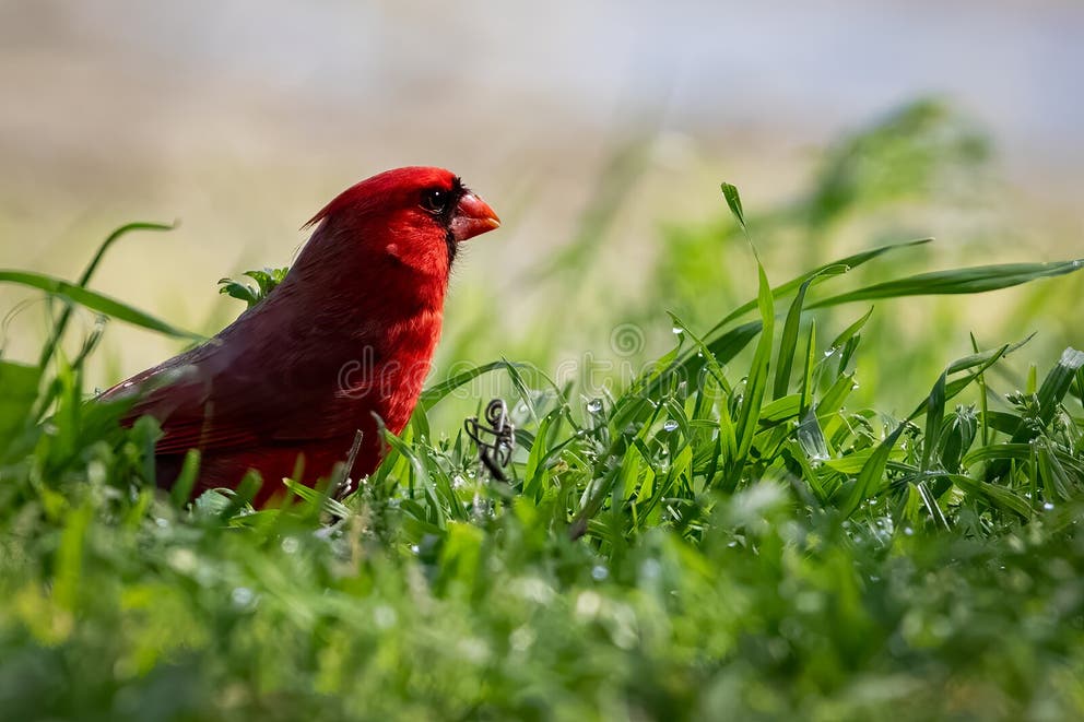 Northern Cardinal Hunting in the Grass Stock Image - Image of insect ...