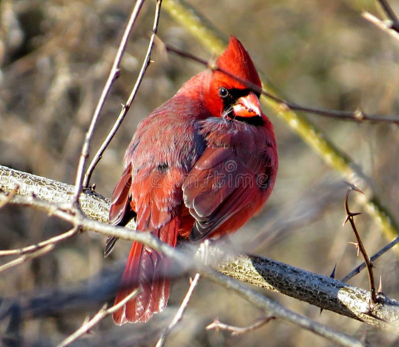 Northern Cardinal Looking Back Stock Photo - Image of male, feathers ...