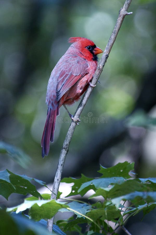 Northern Cardinal - Male stock image. Image of nature - 1795751