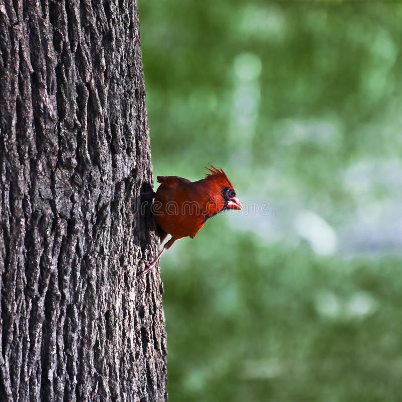 211 Virginia State Bird Stock Photos - Free & Royalty-Free Stock Photos ...