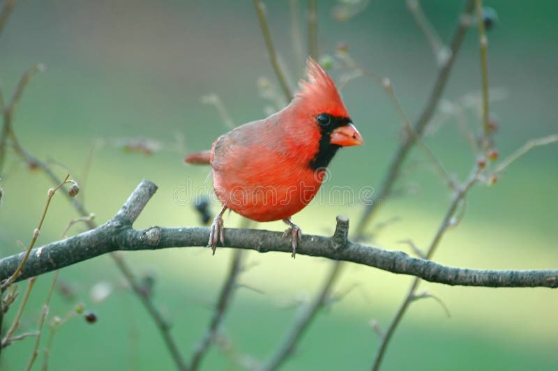 Northern Cardinal(male) Picture. Image: 705341
