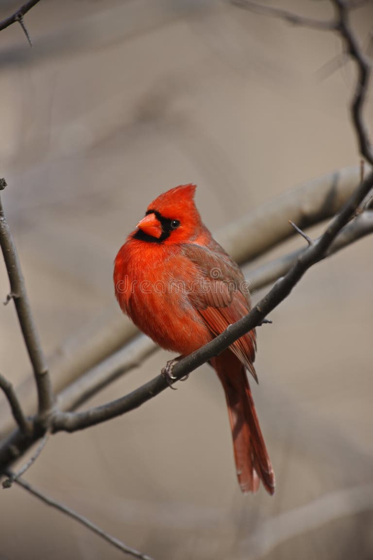 101 Northern Cardinal Cardinalis Central Park New York Stock Photos ...