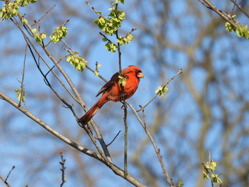 Northern Cardinal Male Bird with Leaf in Mouth Perched in a Tree Stock ...