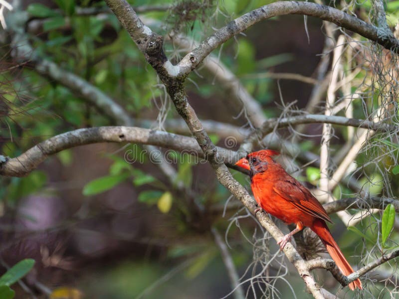 Red Northern Cardinal Male Sitting on a Branch Stock Image - Image of ...