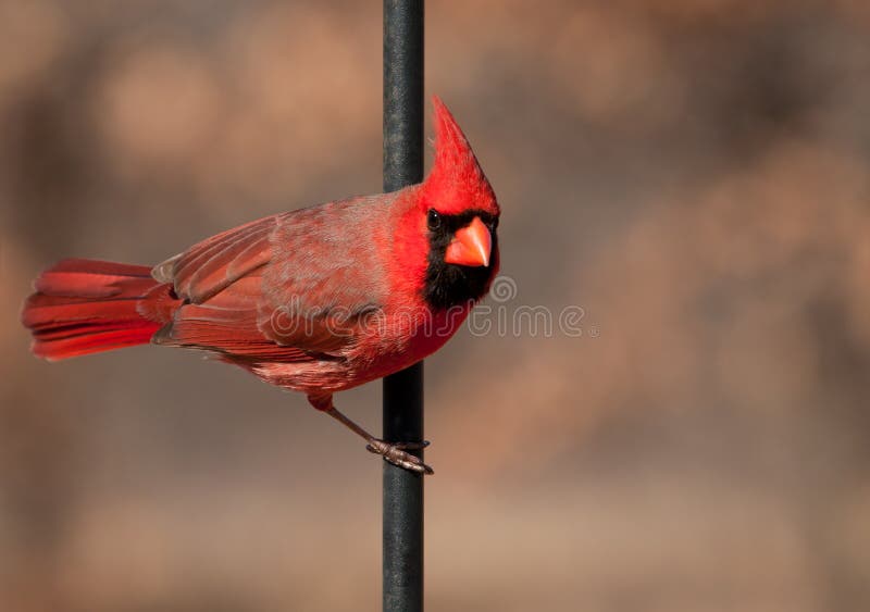 Northern Cardinal Male, Cardinalis Cardinalis Stock Image - Image of ...